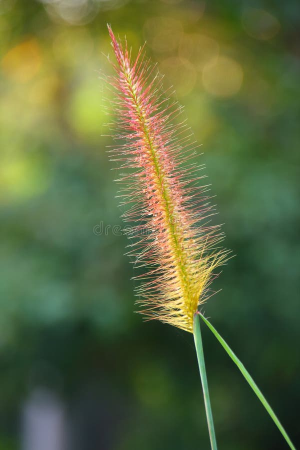 Grass flower stock image. Image of beautiful, foliage - 35990189