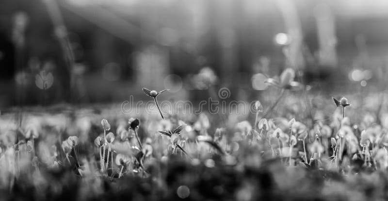 Pinto Silhouette Stock Photos - Free & Royalty-Free Stock Photos from ...