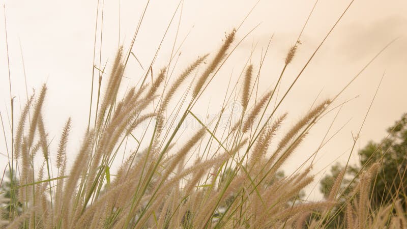 Grass Flower Bloom Blossom Landscape Nature Concept Stock Image - Image ...