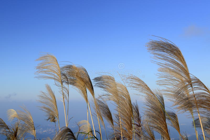 Grass Flower Blown by the Wind Stock Photo - Image of feathery, cloud ...