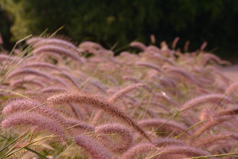 Grass flower stock photo. Image of wallpaper, grass, background - 64142832