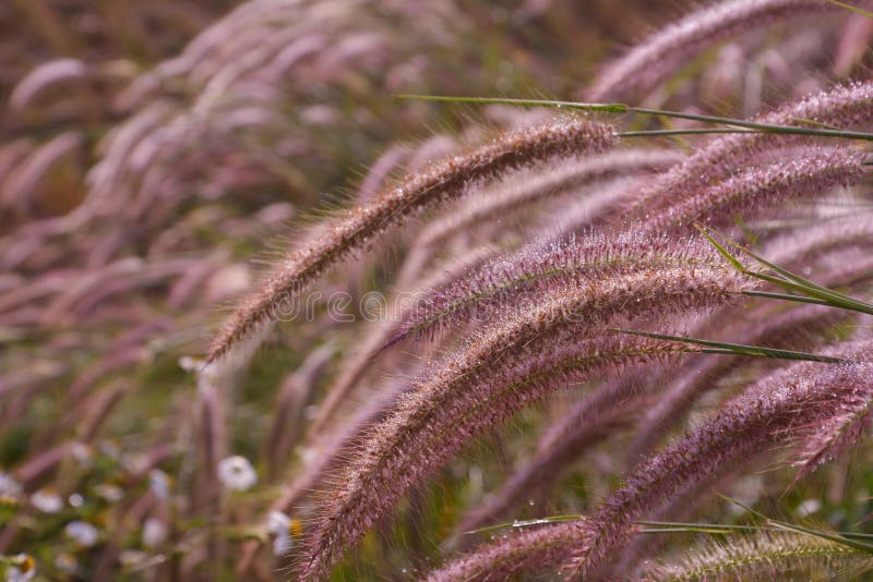 Grass flower stock image. Image of vegetation, wallpaper - 64142841