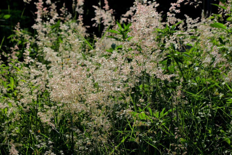 Grass, Flower Grass Field Back Ground of Grass Stock Photo - Image of ...