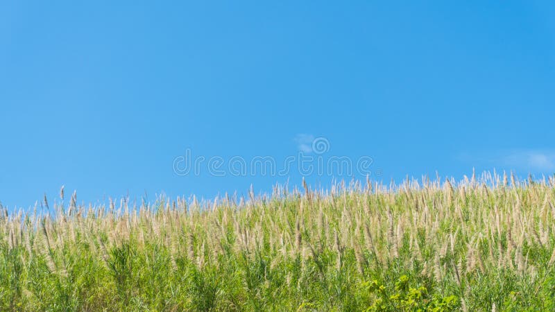 Grass Flower Field and Blue Sky in the Morning Stock Photo - Image of ...