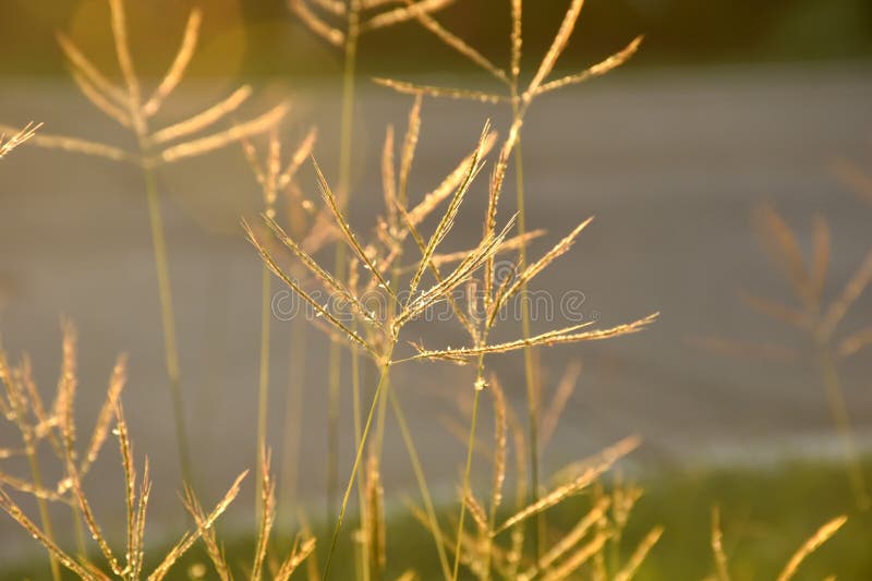 Grass Flower Flowing from Wind Blow in Park Stock Photo - Image of wood ...