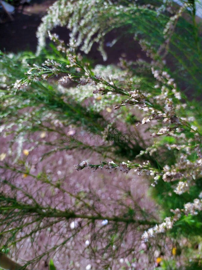 Grass Flower in Freezing Day Stock Photo - Image of spring, blossom ...