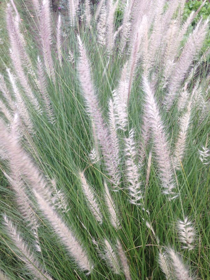 Grass flower stock photo. Image of grass, plant, flower - 43034594