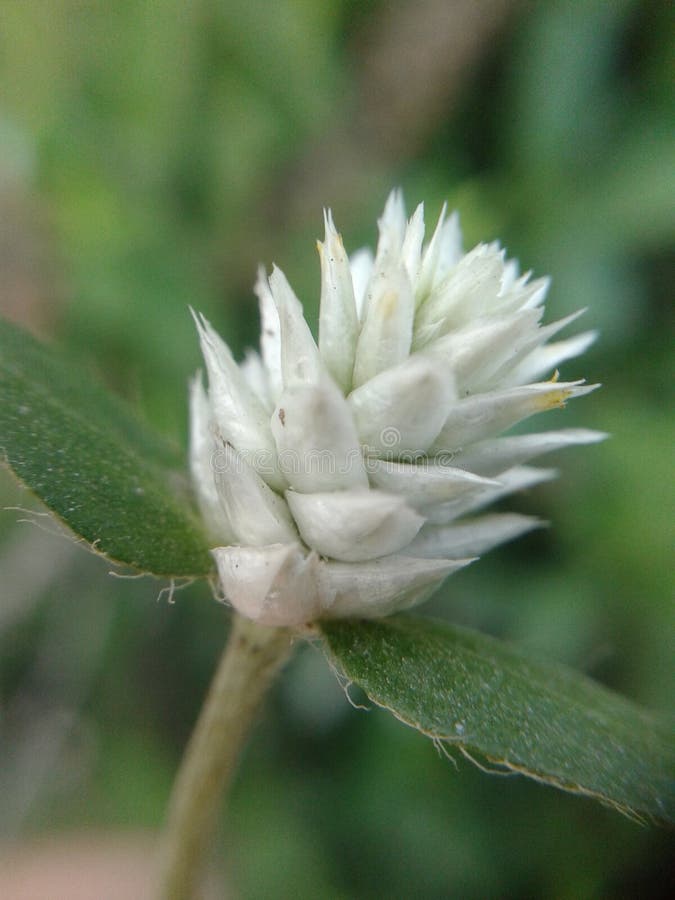 Gomphrena Weed or Wild Globe Everlasting Flower Stock Image - Image of ...