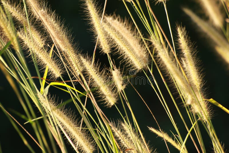 Grass flower stock image. Image of interest, garbage - 64664647