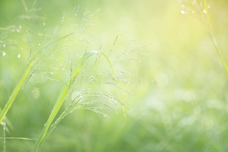 Grass flower stock image. Image of abstract, growth - 124297653