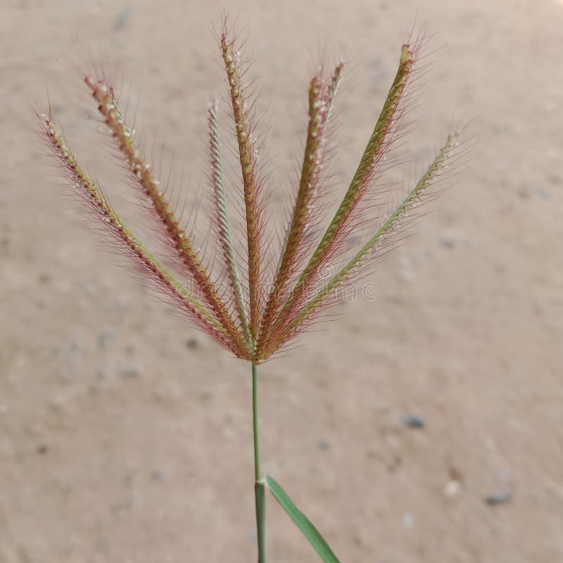 Grass Flower in the Middle of the Ground Stock Image - Image of petal ...
