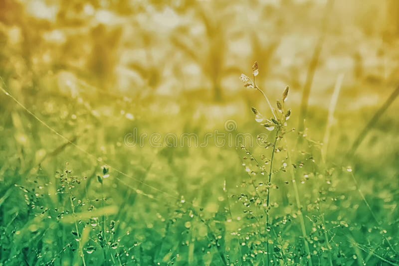 Grass Flower in Morning Sunrise Abstract Spring and Summer Nature ...