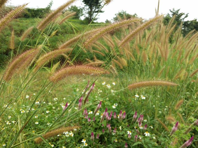 Grass flower stock image. Image of shrubland, flora, phragmites - 64019993
