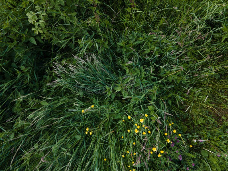 Grass and Flower Texture Background Stock Image - Image of dutch, rural ...