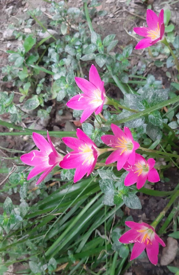 Grass Flower Very Attractive. Green Leaf Stock Image - Image of leaf ...