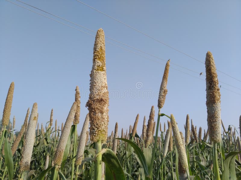 Grass Flower Village the Field Stock Photo - Image of home, flower ...