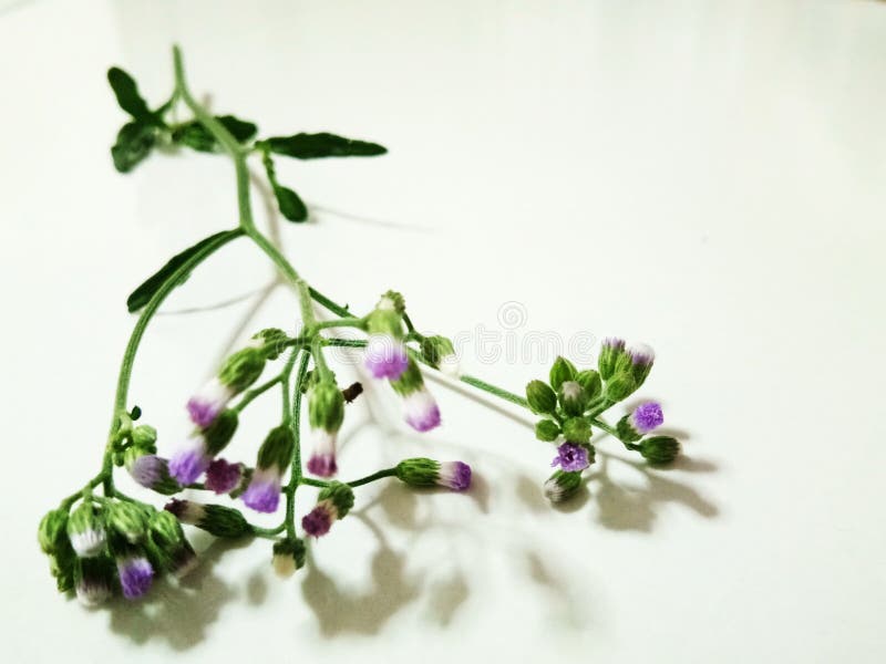 580 Weed No Background Stock Photos - Free & Royalty-Free Stock Photos ...