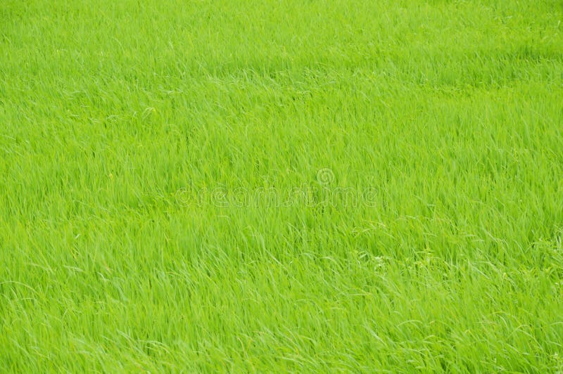 Windy grass field stock image. Image of garden, poppys - 25030957