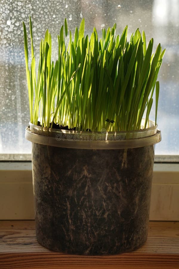 Grass in a Flowerpot on Sunny Spring Day Stock Image - Image of rustic ...