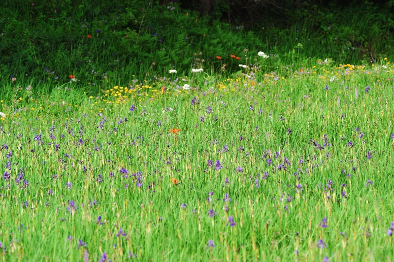 Grass and flowers stock photo. Image of flowers, herbage - 4779186
