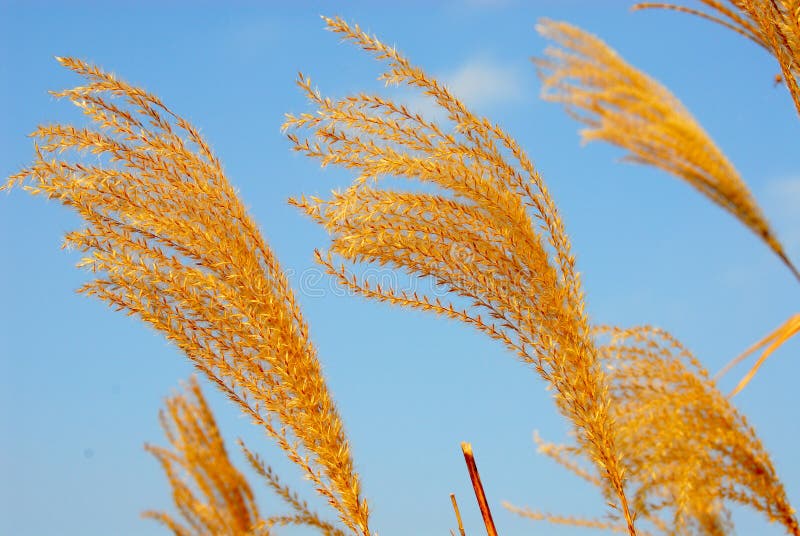 Grass Flowers in Evening Light Stock Image - Image of bunch, closeup ...