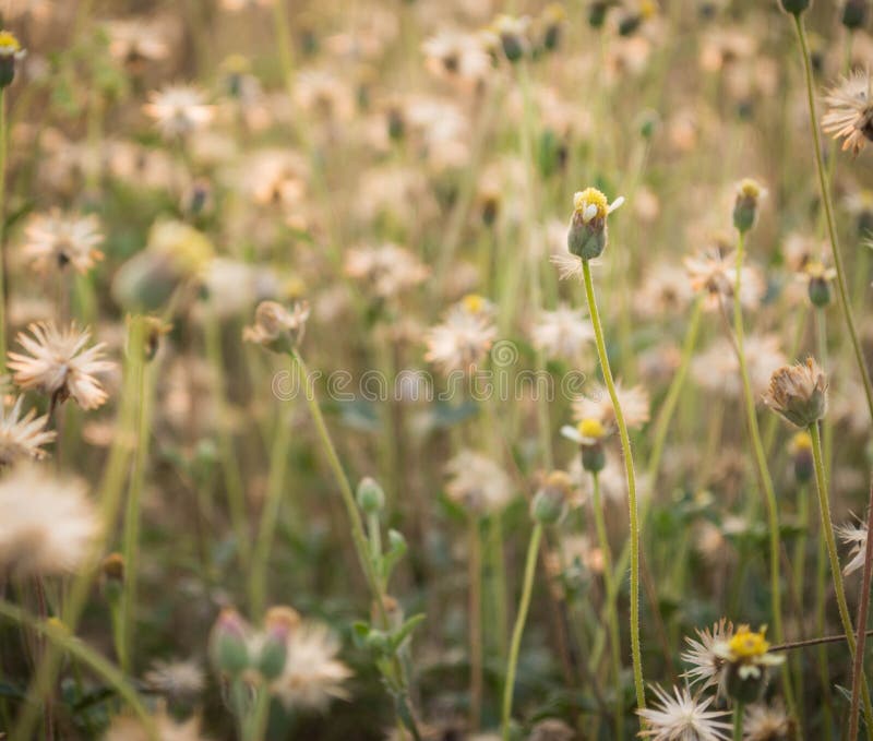 Grass flowers in field stock photo. Image of growing - 80007030
