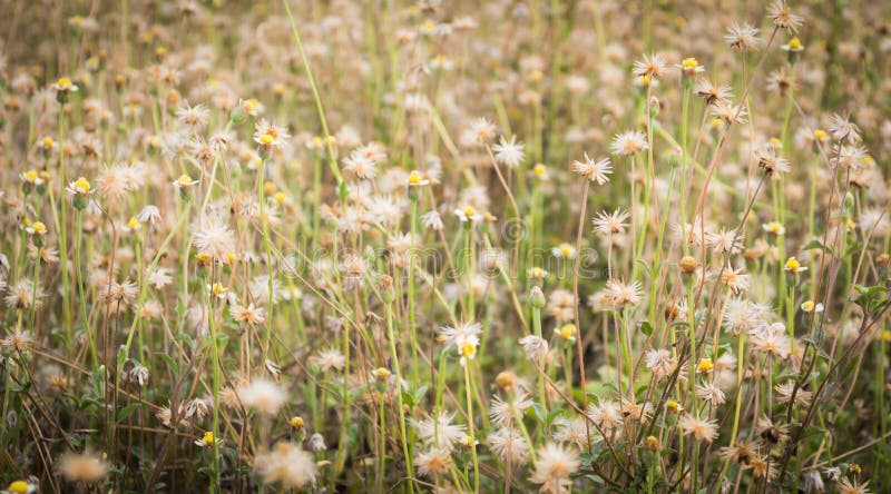 Grass flowers in field stock image. Image of flora, countryside - 80007085