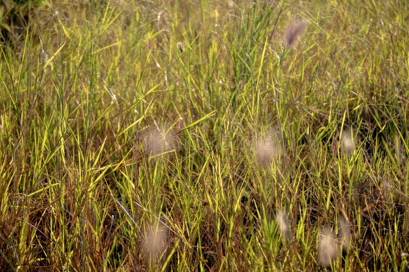 Grass Flowers in the Field and Warm Red Light in the Morning Stock ...