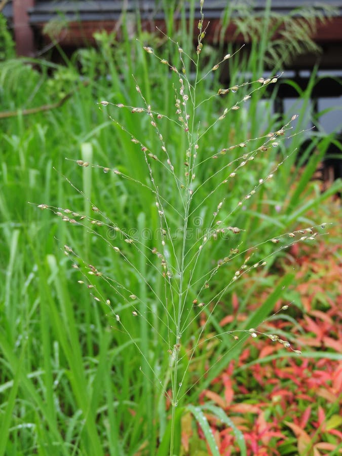 Spindly Grass White Stock Photos - Free & Royalty-Free Stock Photos ...