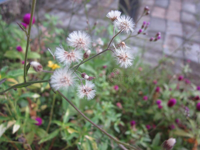 Grass flowers. stock image. Image of meadow, blur, patio - 88019501