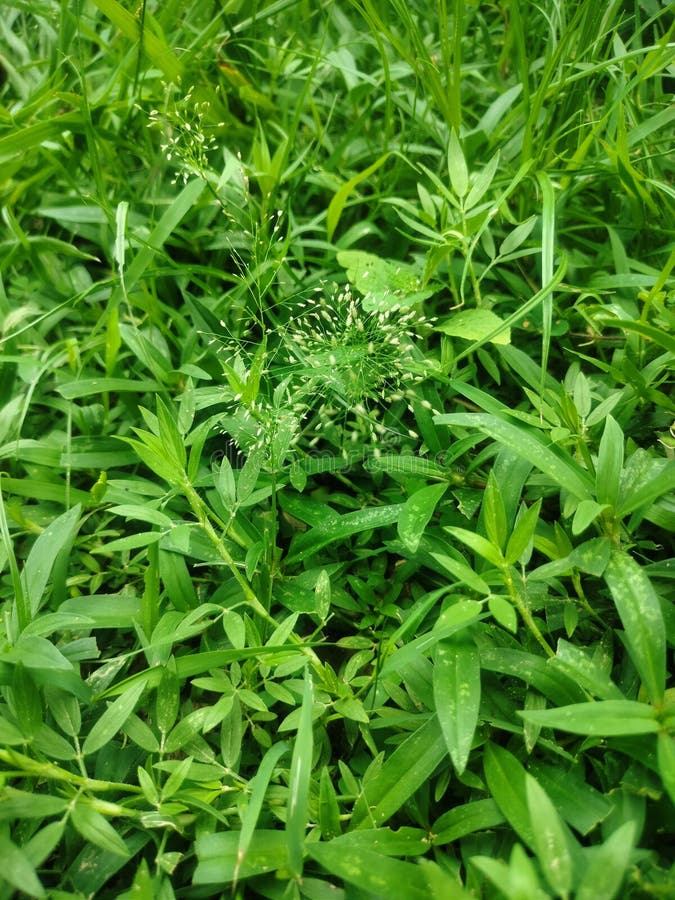 Grass Flowers Grow Together with Weeds on the Ground. Stock Photo ...