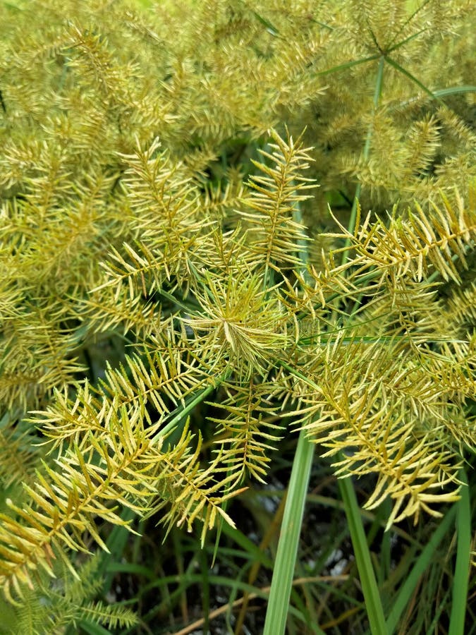 Grass Flowers Grow Wild in the Rice Fields Stock Image - Image of ...