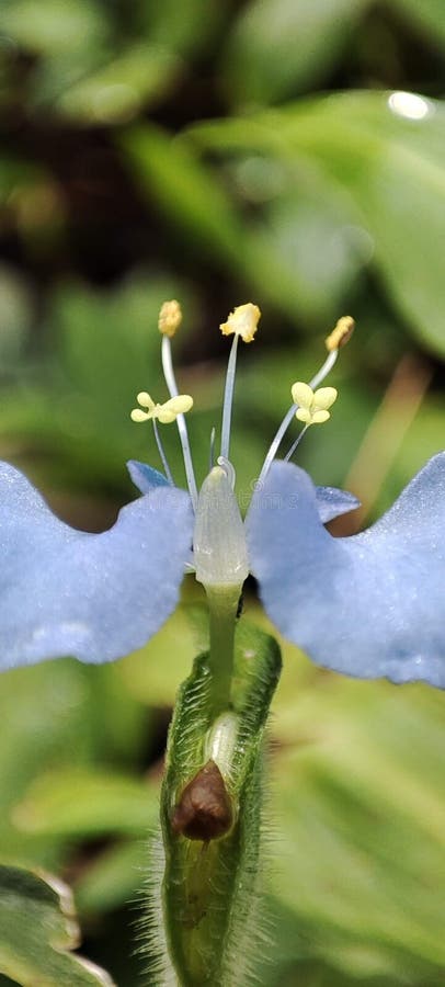 Plantationssukabumiwest Stock Photos - Free & Royalty-Free Stock Photos ...