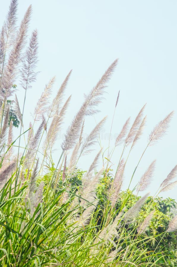Grass flowers stock photo. Image of grass, plants, grassland - 48821234