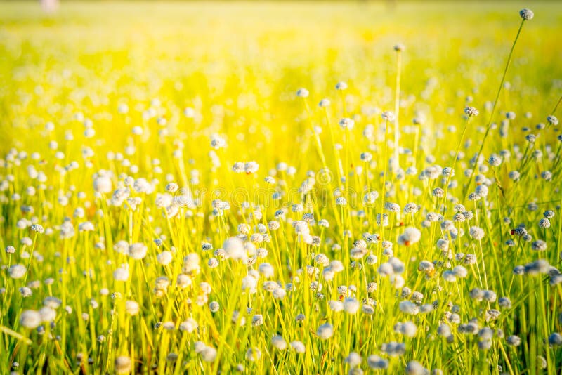 Grass Flowers in the Medows Stock Photo - Image of grass, spring: 49577406