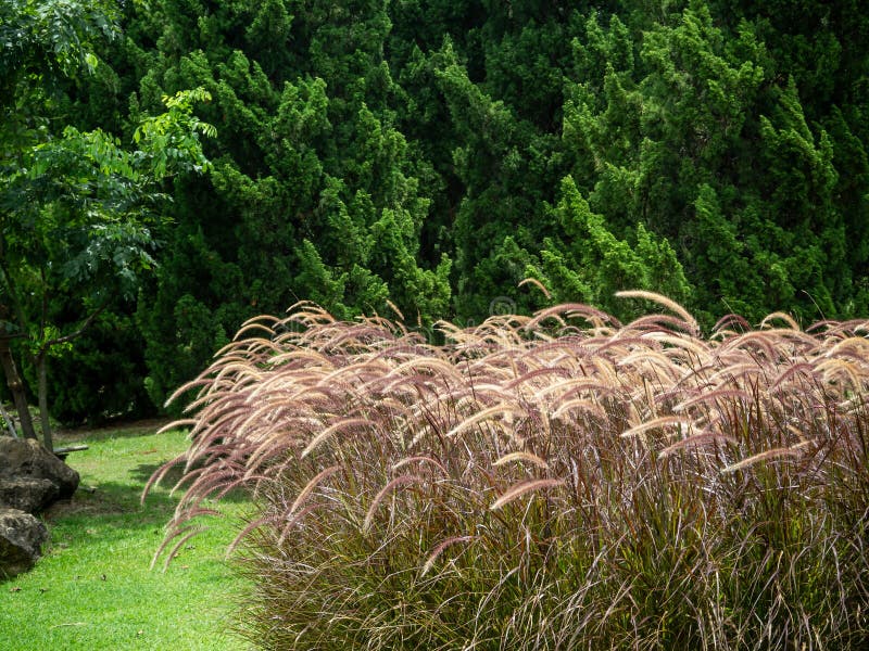 Grass Flowers in the Morning, Green Trees Background . Stock Image ...
