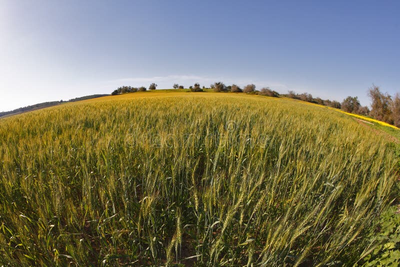 A Grass and Flowers, by Objective "Fish Eye Stock Image - Image of ...