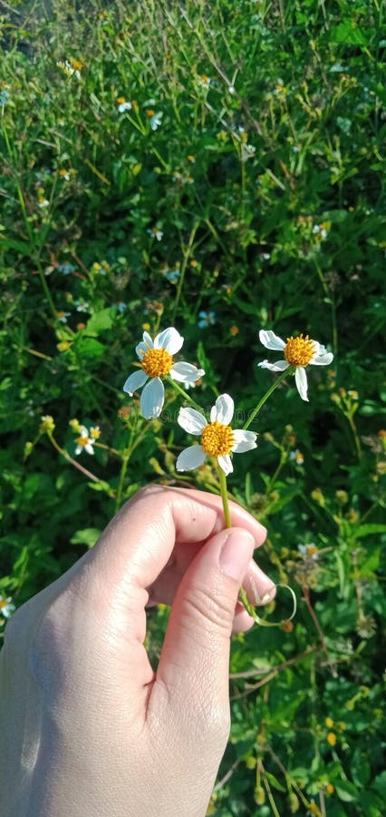 Grass Flowers that are Ordinary Stock Image - Image of grass, flower ...