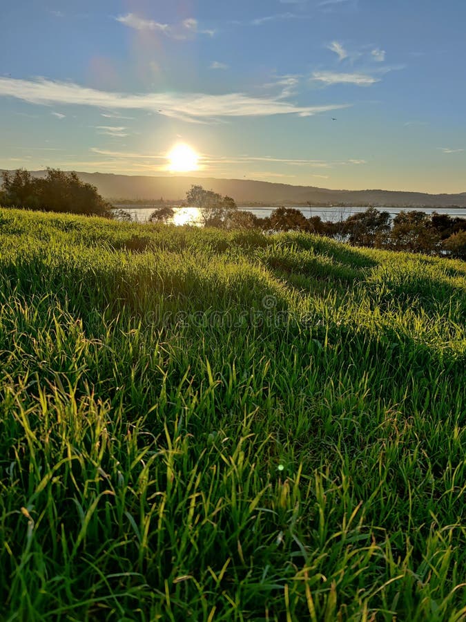 Grass Shining in the Spring Sunset Stock Photo - Image of outdoor ...