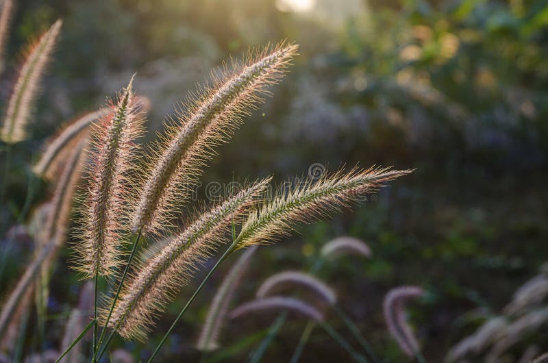 Grass Flowers of the Sunrise Stock Image - Image of ecology, exotic ...