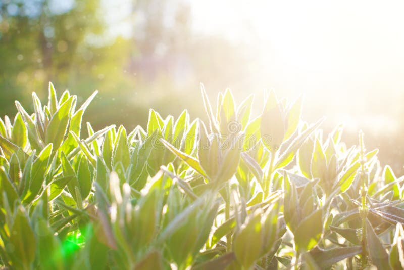 Grass Flowers at Sunrise, Plant in Morning with Sunlight Stock Image ...