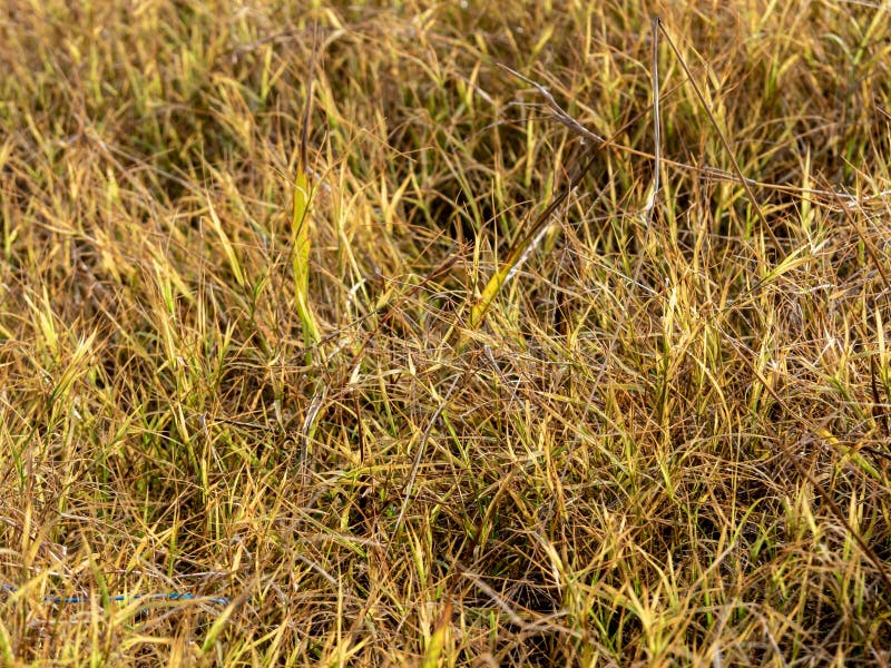Grass Flowers in the Wasteland Along the Road Stock Photo - Image of ...