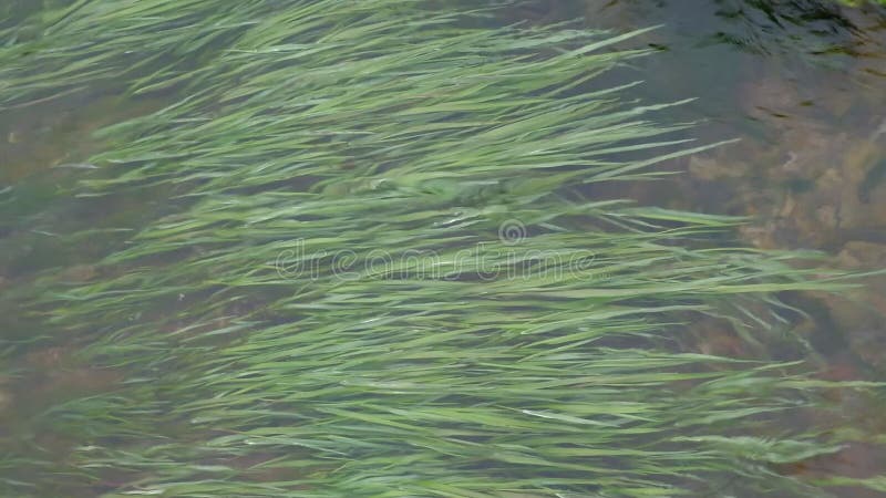 Grass in Flowing Water. Green Grass Growing at the Bottom of a Stream ...