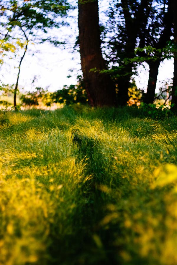 Grass Footpath Road Sunset Light Stock Photo - Image of plant, footpath ...