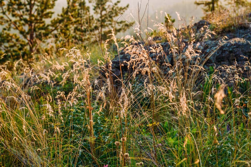 The Grass in the Foreground in the Mountains Stock Photo - Image of ...
