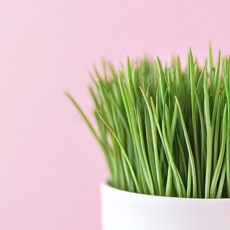 Grass Forms the Backdrop for a Close-up Shot of an Arm. Stock Photo ...