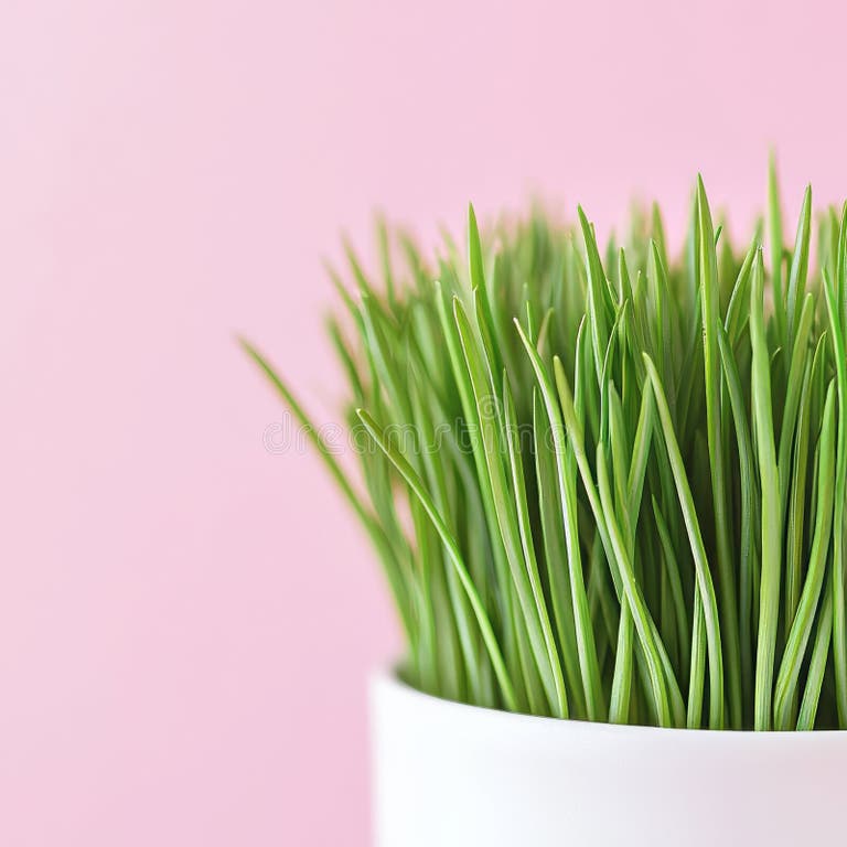 Grass Forms the Backdrop for a Close-up Shot of an Arm. Stock Photo ...
