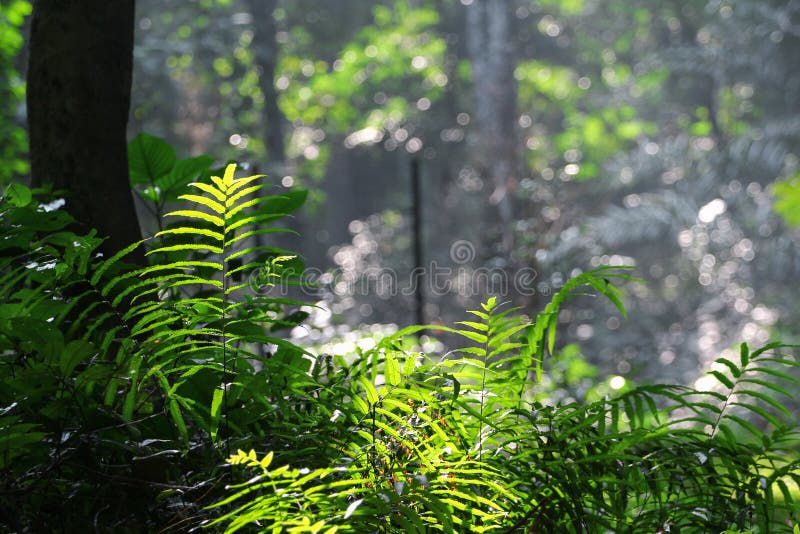 Grass at forrest stock image. Image of lights, nature - 103042159