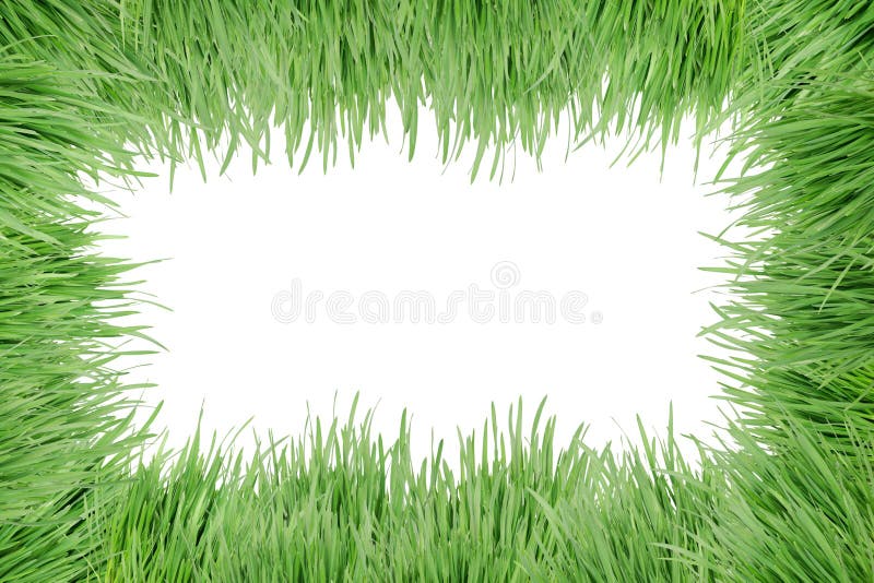 Grass Frame stock image. Image of isolated, plant, closeup - 19851843