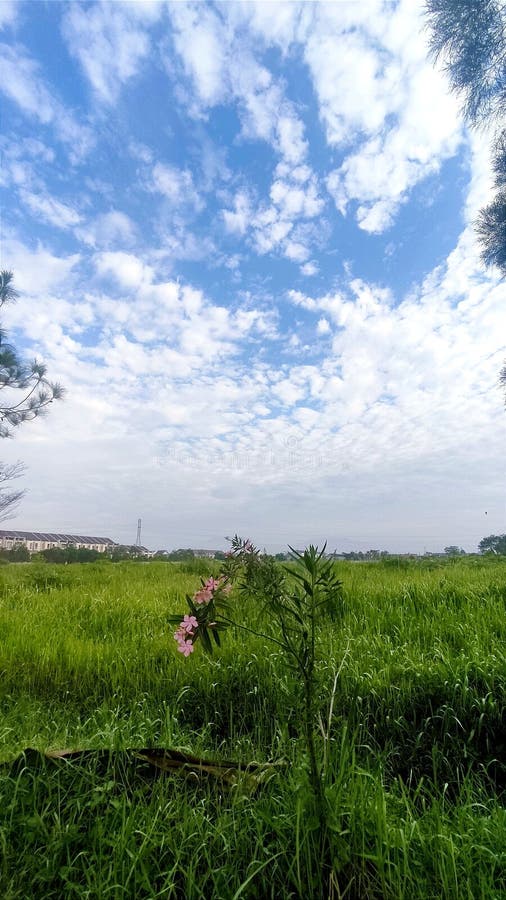 Grass with a Fresh Air and a Single Flower Around the Land Stock Photo ...